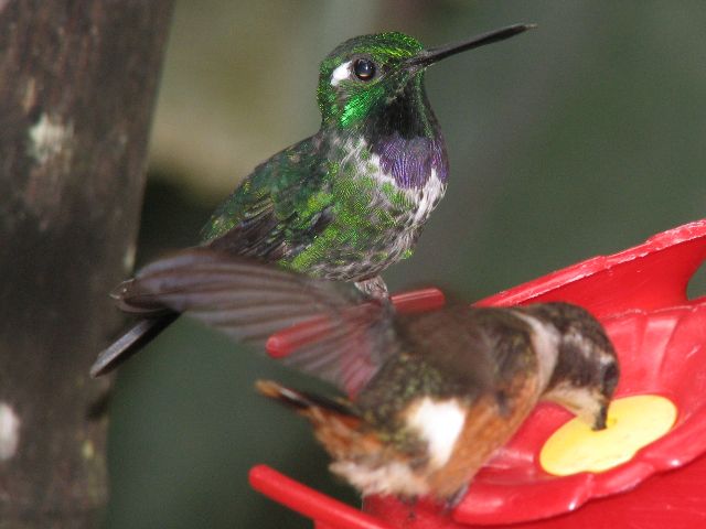Hummingbirds