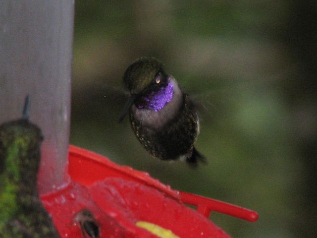Hummingbirds