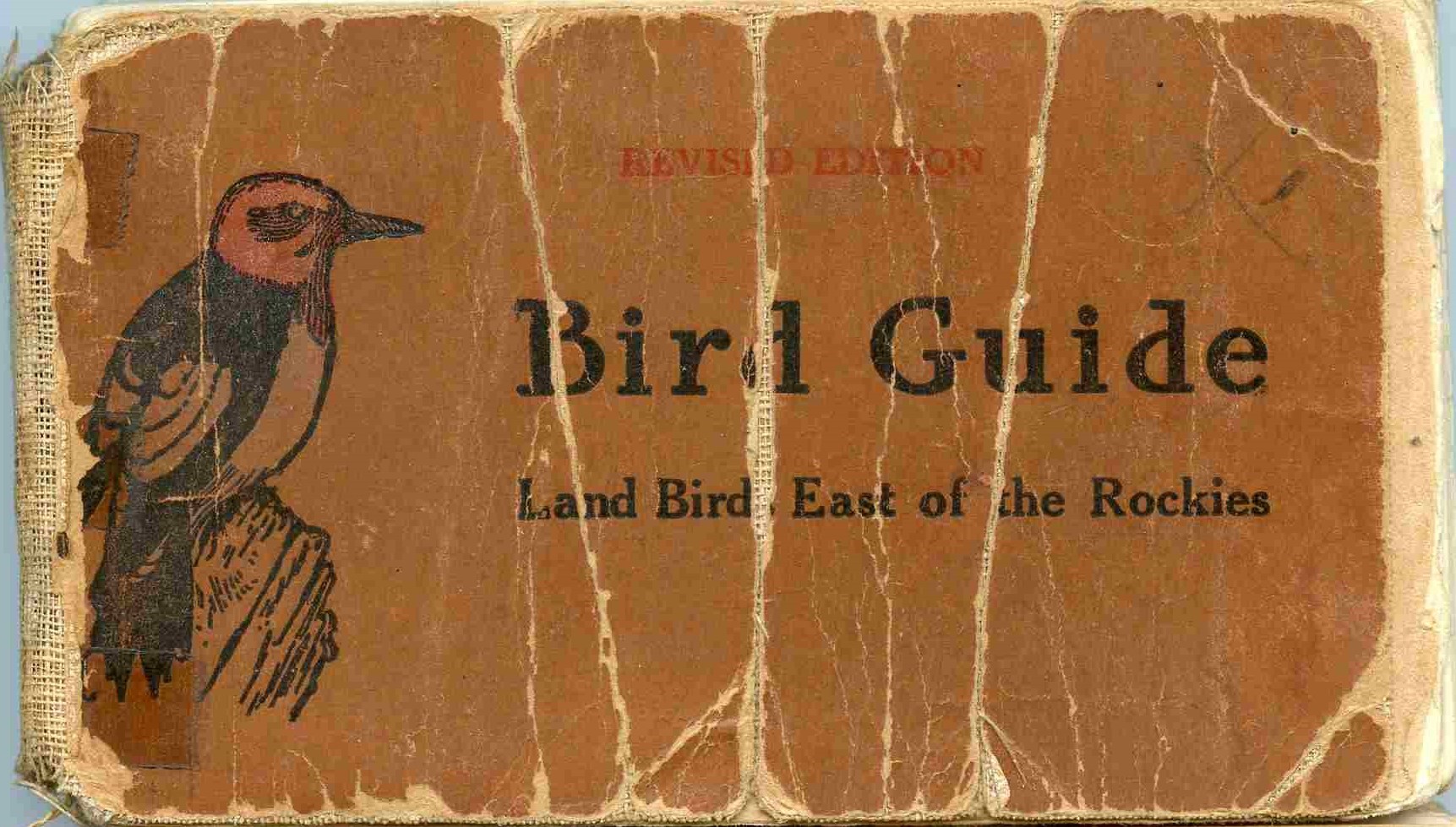 How I Got Into Birding